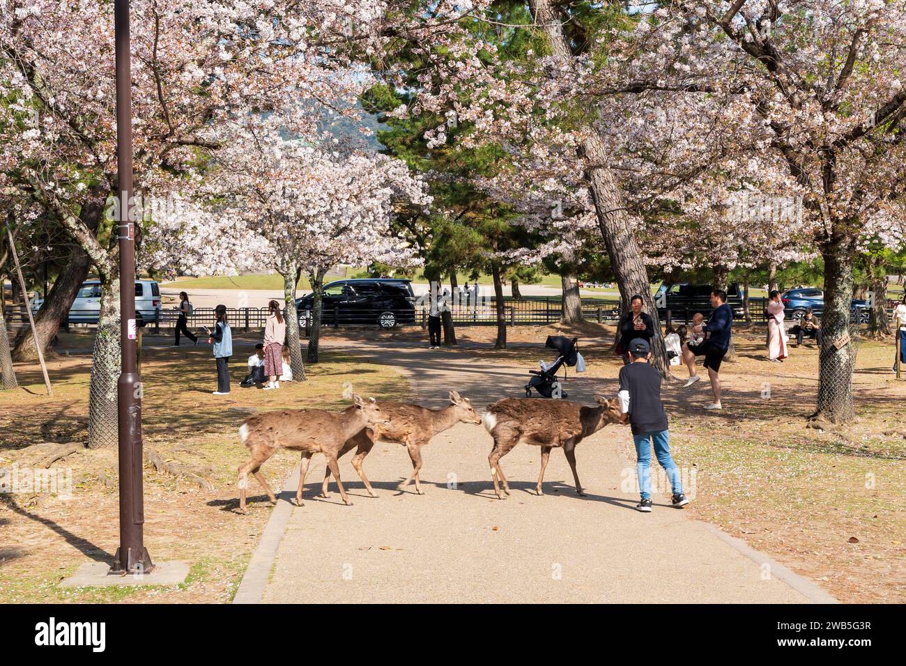 Nara city spring hi-res stock photography and images - Alamy