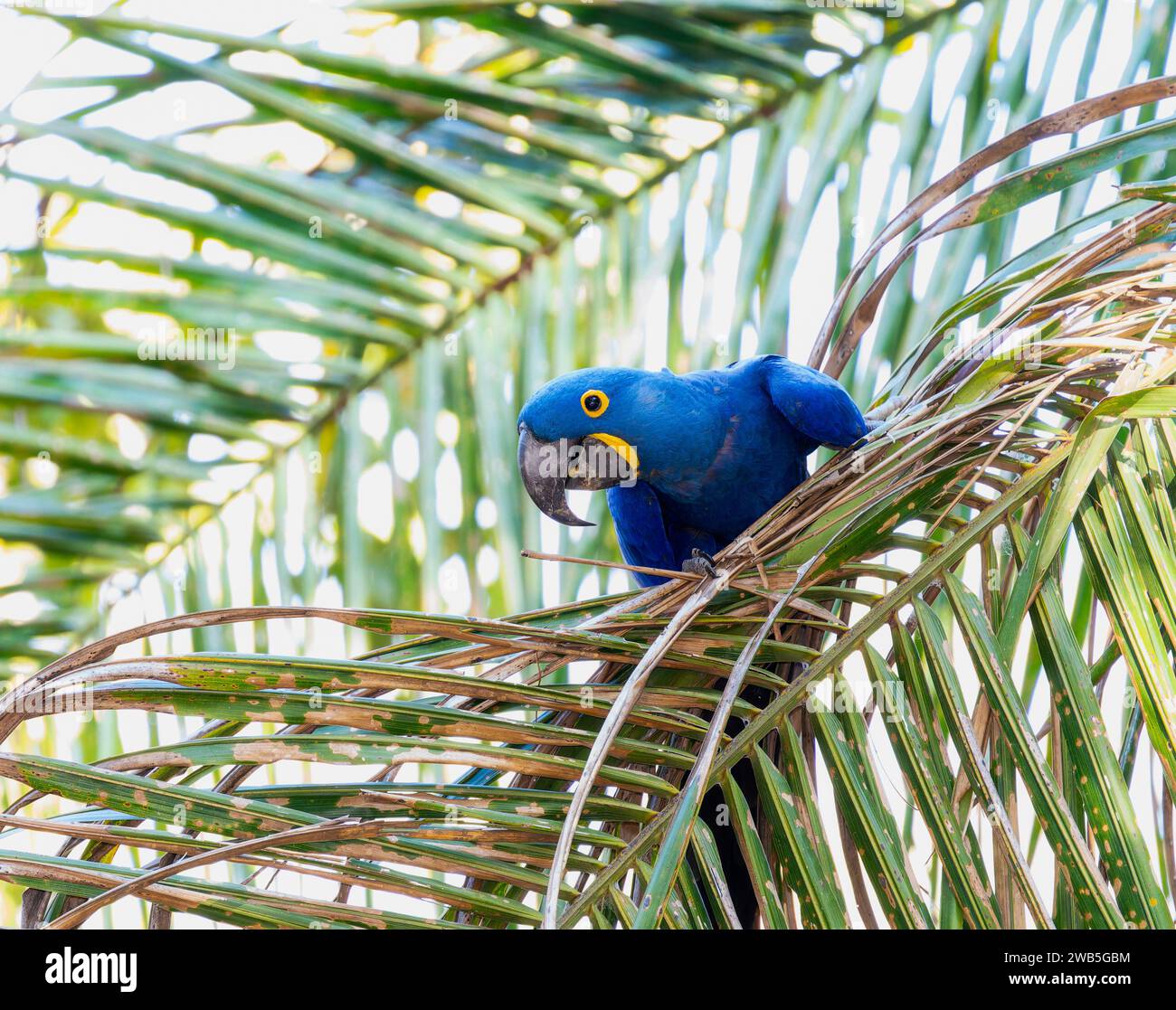 Hyacinth Macaw (Anodorhynchus hyacinthinus) in Brazil Stock Photo - Alamy