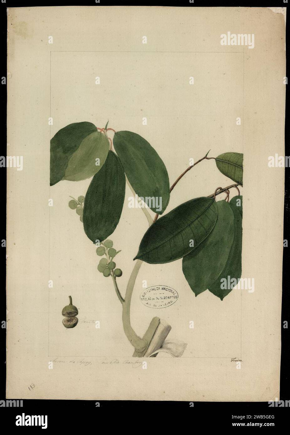 (Flora brasileira sem identificação) (12 Stock Photo - Alamy