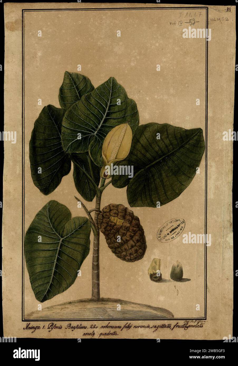 (Flora brasileira sem identificação) (9 Stock Photo - Alamy