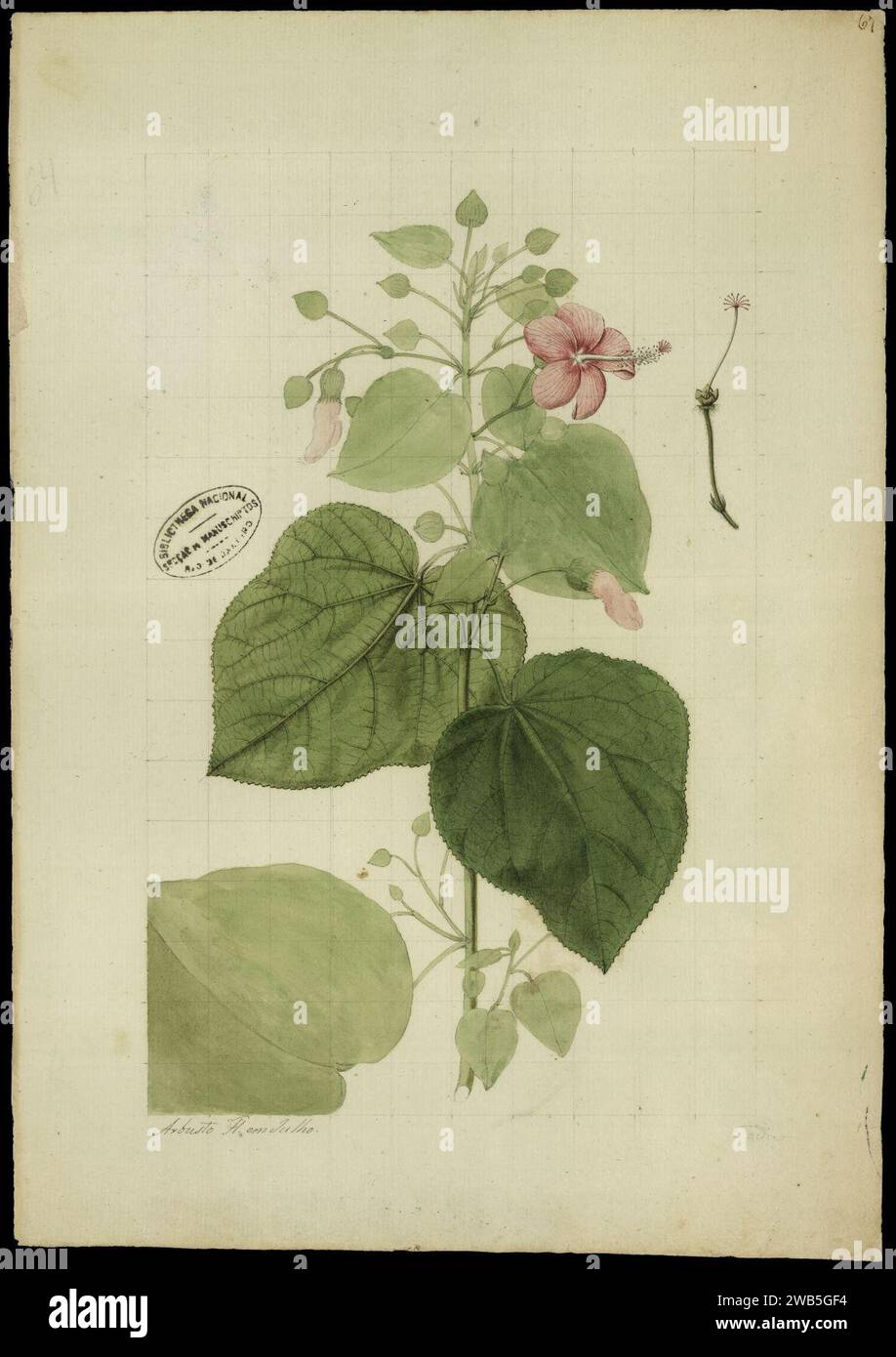 (Flora brasileira sem identificação) (7 Stock Photo - Alamy