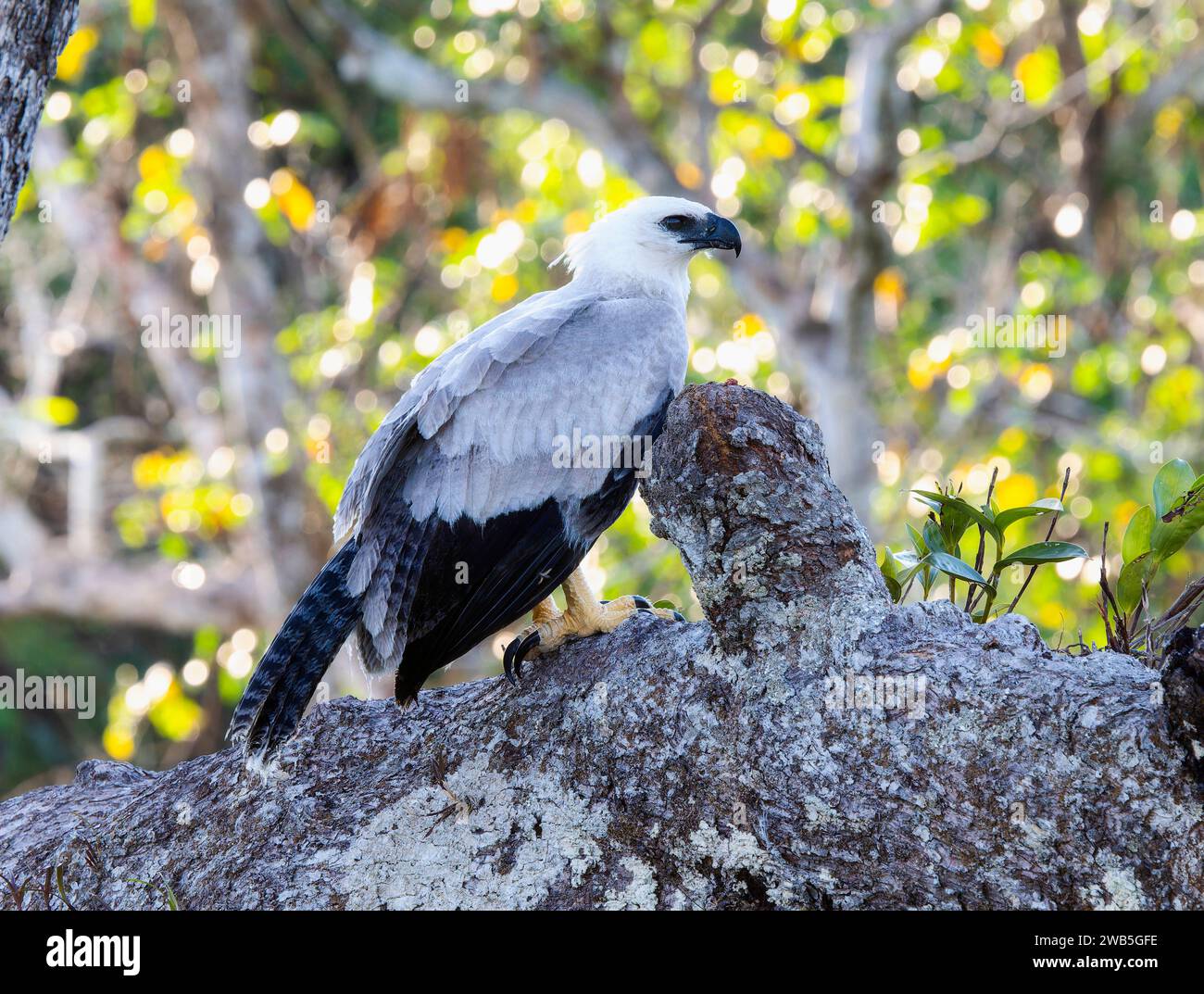 Juvenile, Harpy Eagle (Harpia harpyja) in Brazil Stock Photo - Alamy