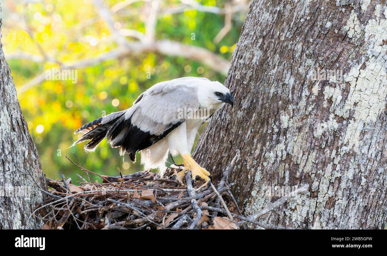 Juvenile, Harpy Eagle (Harpia harpyja) in Brazil Stock Photo - Alamy