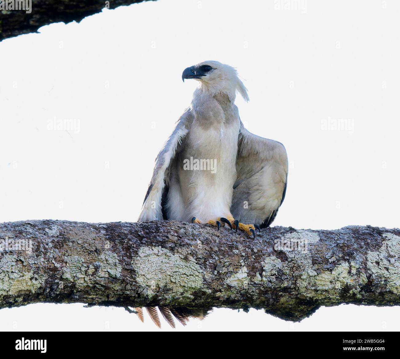 Juvenile, Harpy Eagle (Harpia harpyja) in Brazil Stock Photo - Alamy