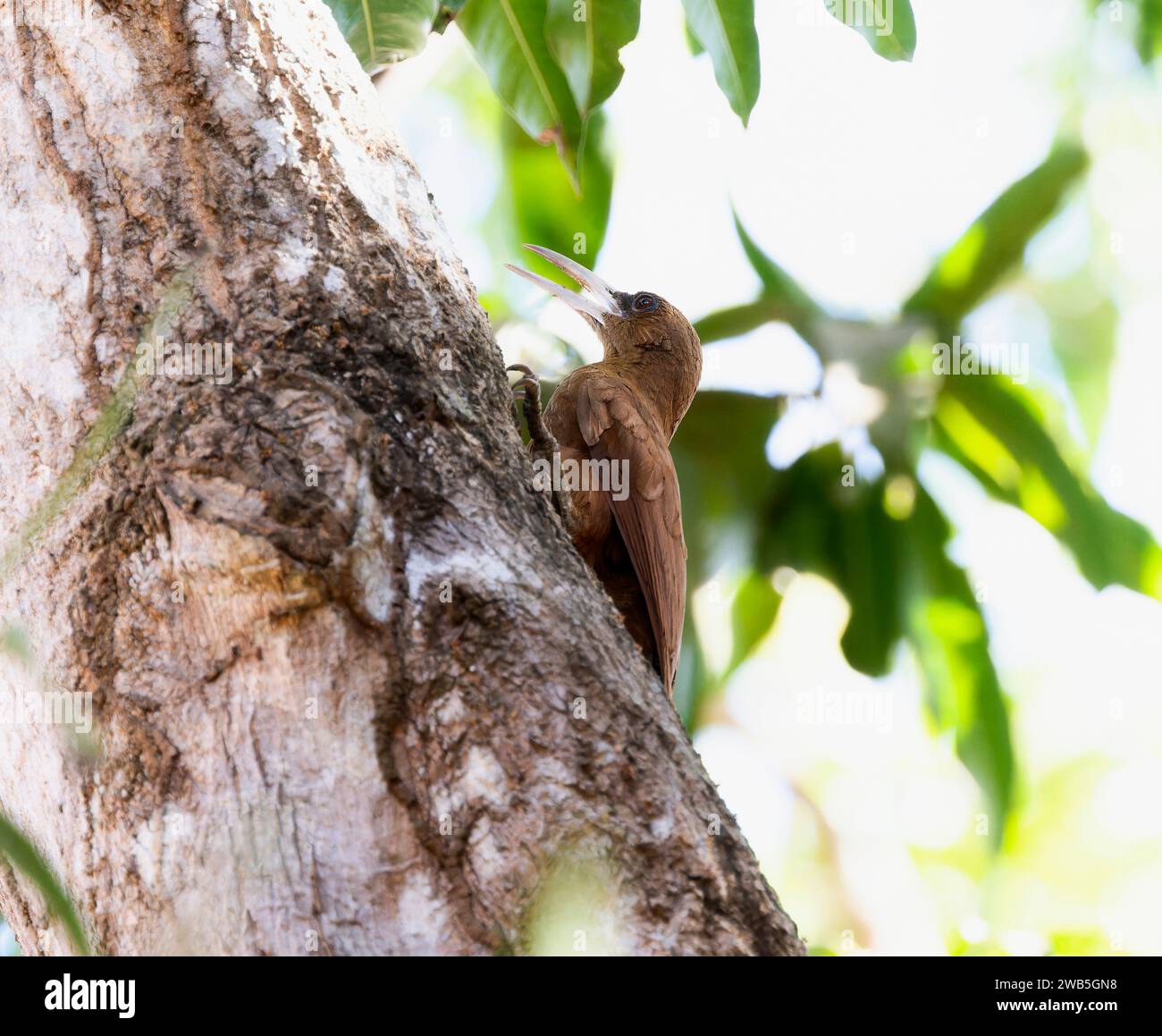 Xiphocolaptes major hi-res stock photography and images - Alamy