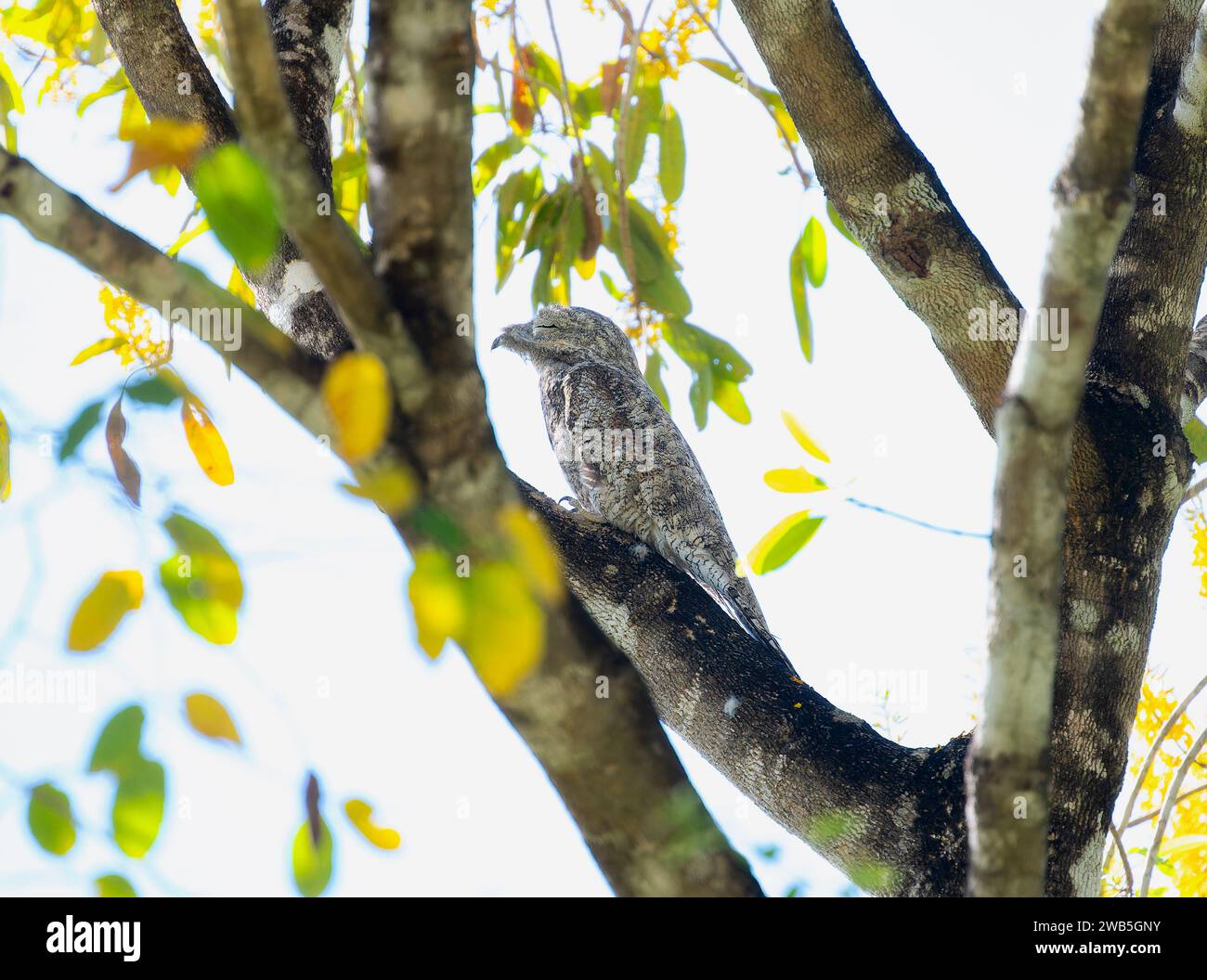 Great Potoo (Nyctibius grandis) in Brazil Stock Photo - Alamy