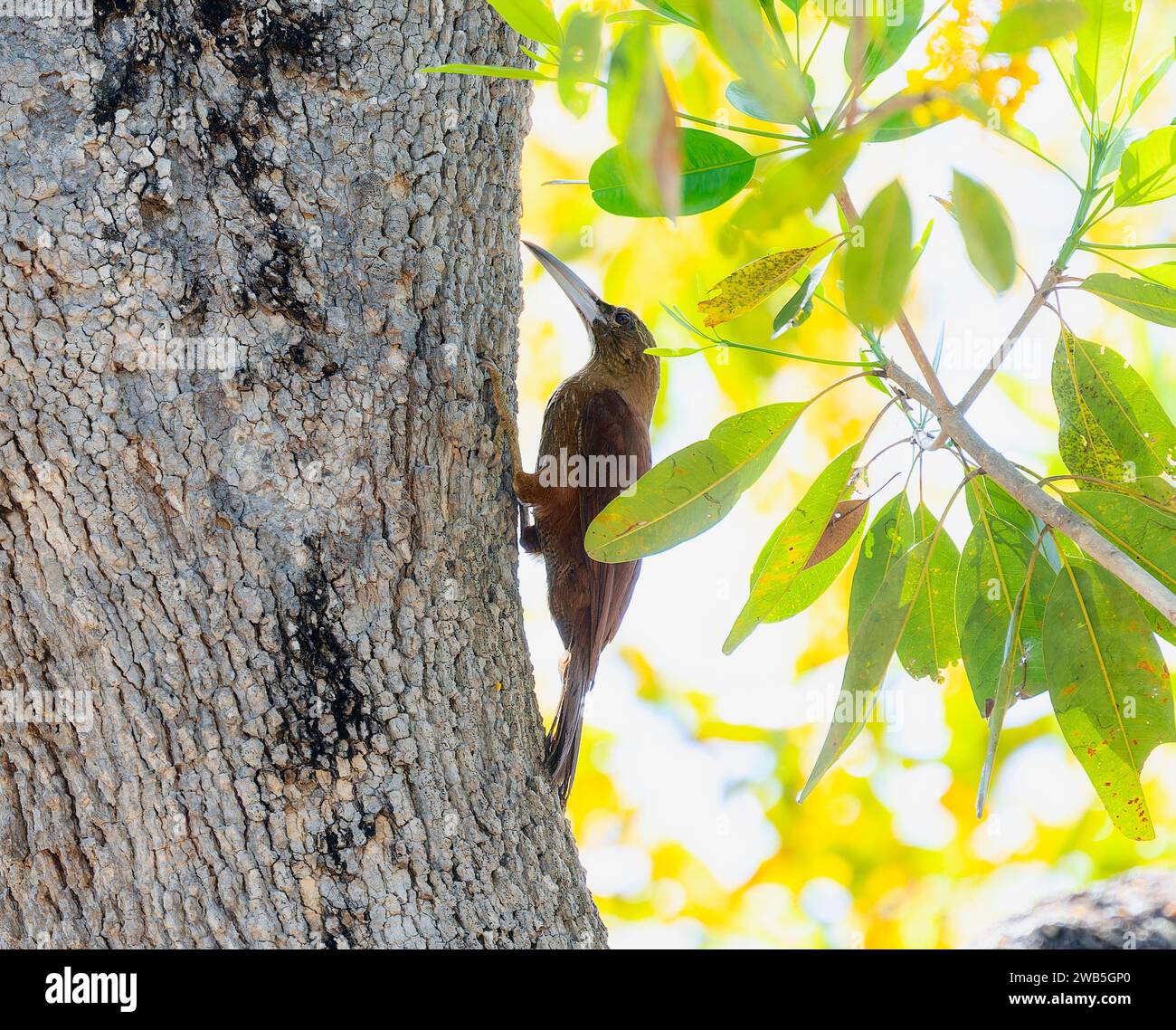 Xiphocolaptes major hi-res stock photography and images - Alamy