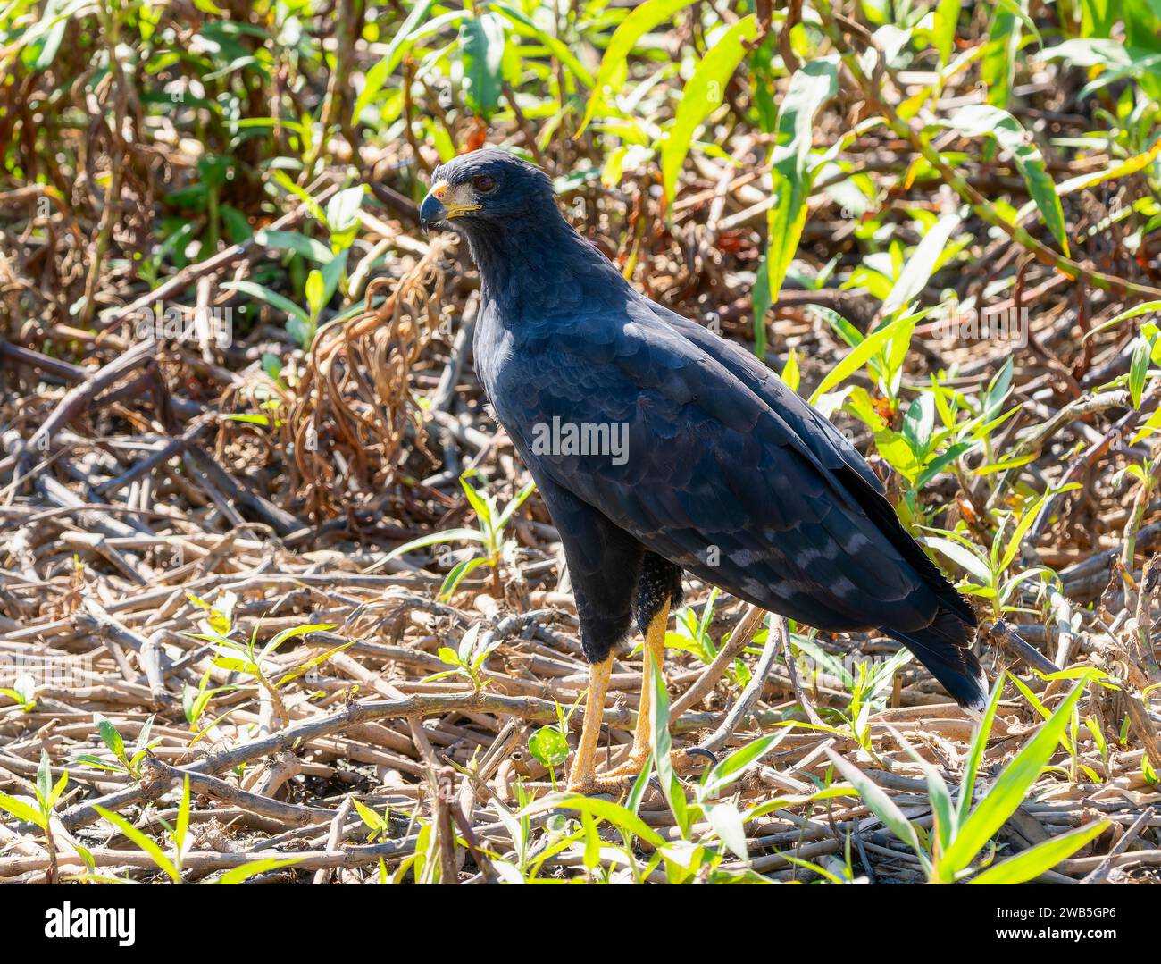 Great Black Hawk (Buteogallus urubitinga) in Brazil Stock Photo - Alamy