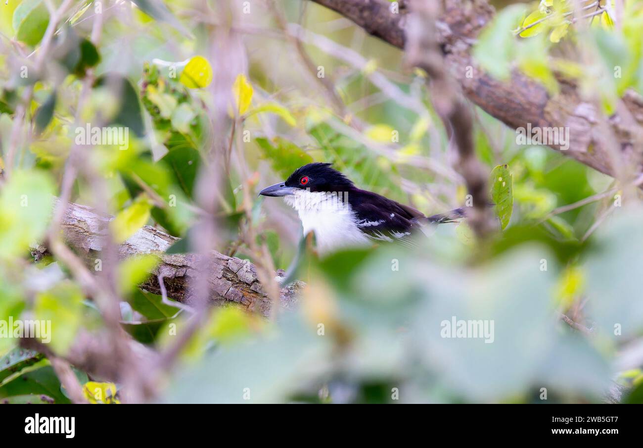 Taraba hi-res stock photography and images - Alamy