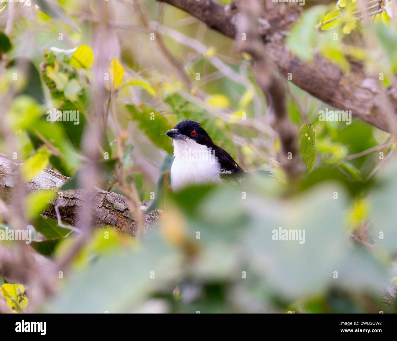 Taraba hi-res stock photography and images - Alamy