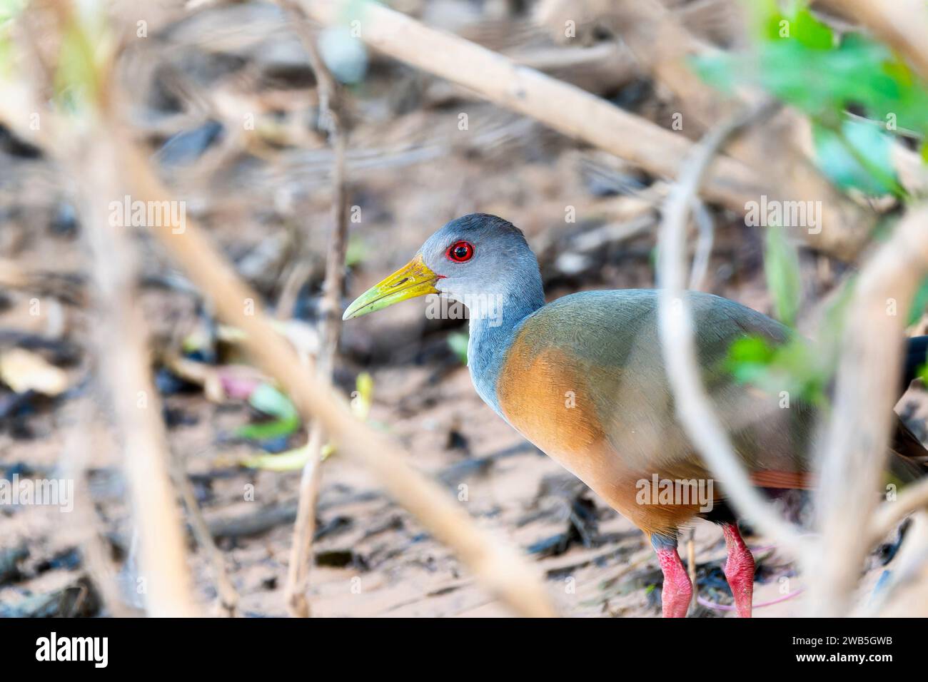 Gray-cowled Wood-Rail (Aramides cajaneus) in Brazil Stock Photo - Alamy