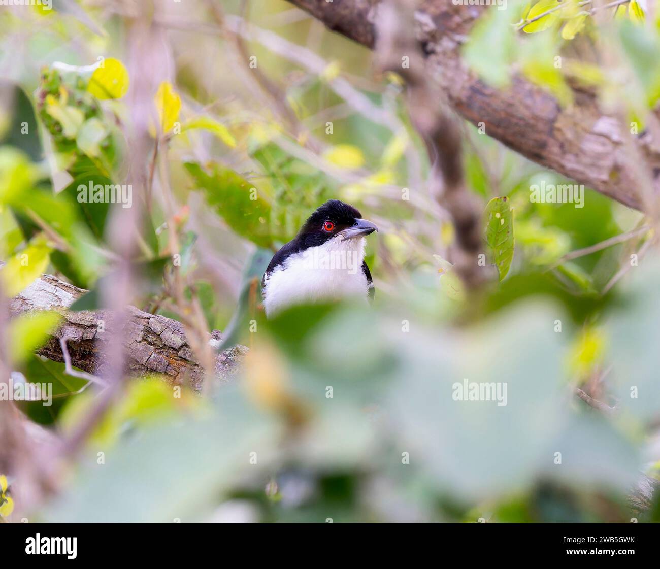 Taraba hi-res stock photography and images - Alamy