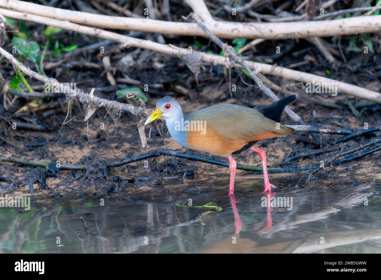 Gray-cowled Wood-Rail (Aramides cajaneus) in Brazil Stock Photo - Alamy