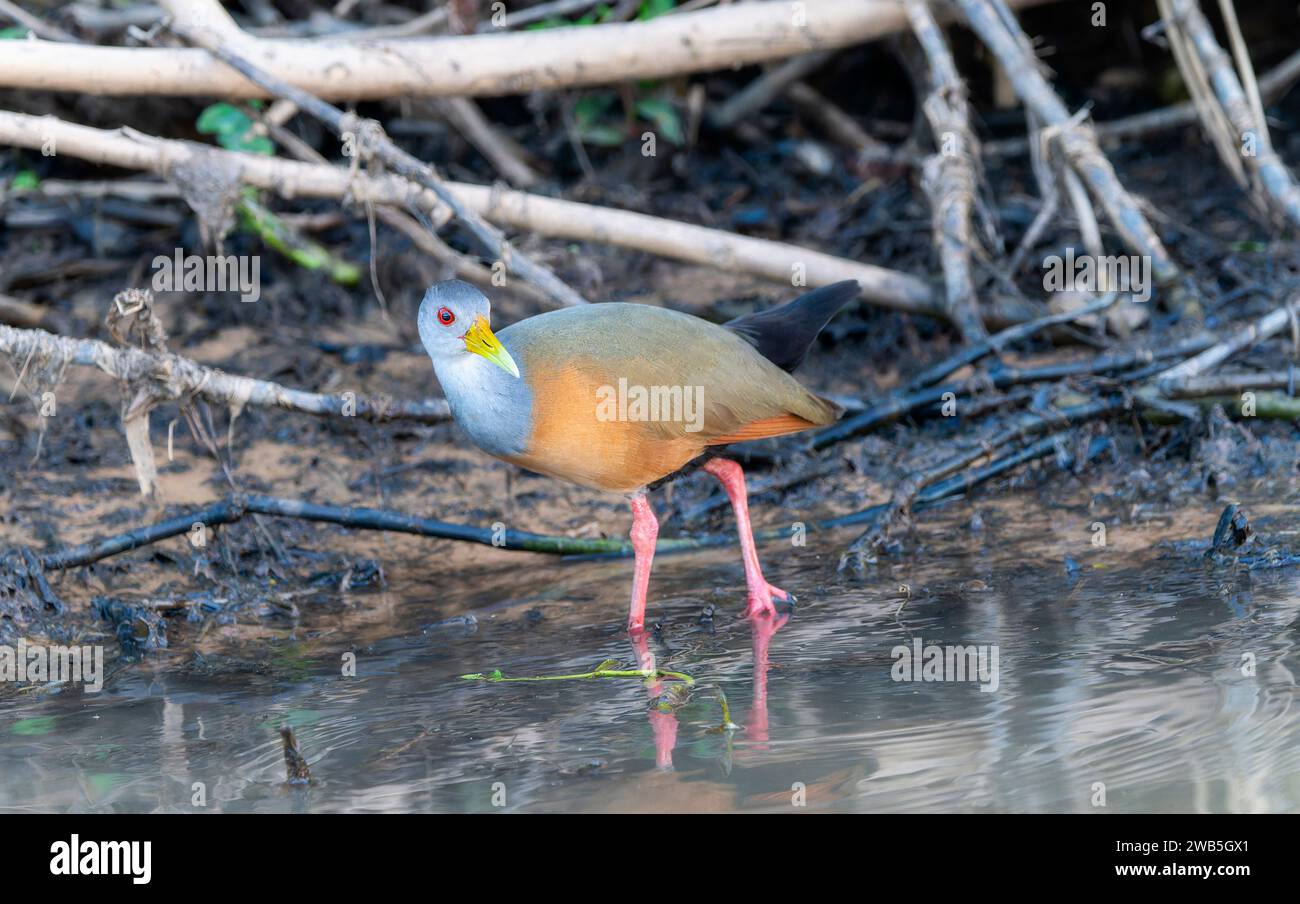 Gray-cowled Wood-Rail (Aramides cajaneus) in Brazil Stock Photo - Alamy