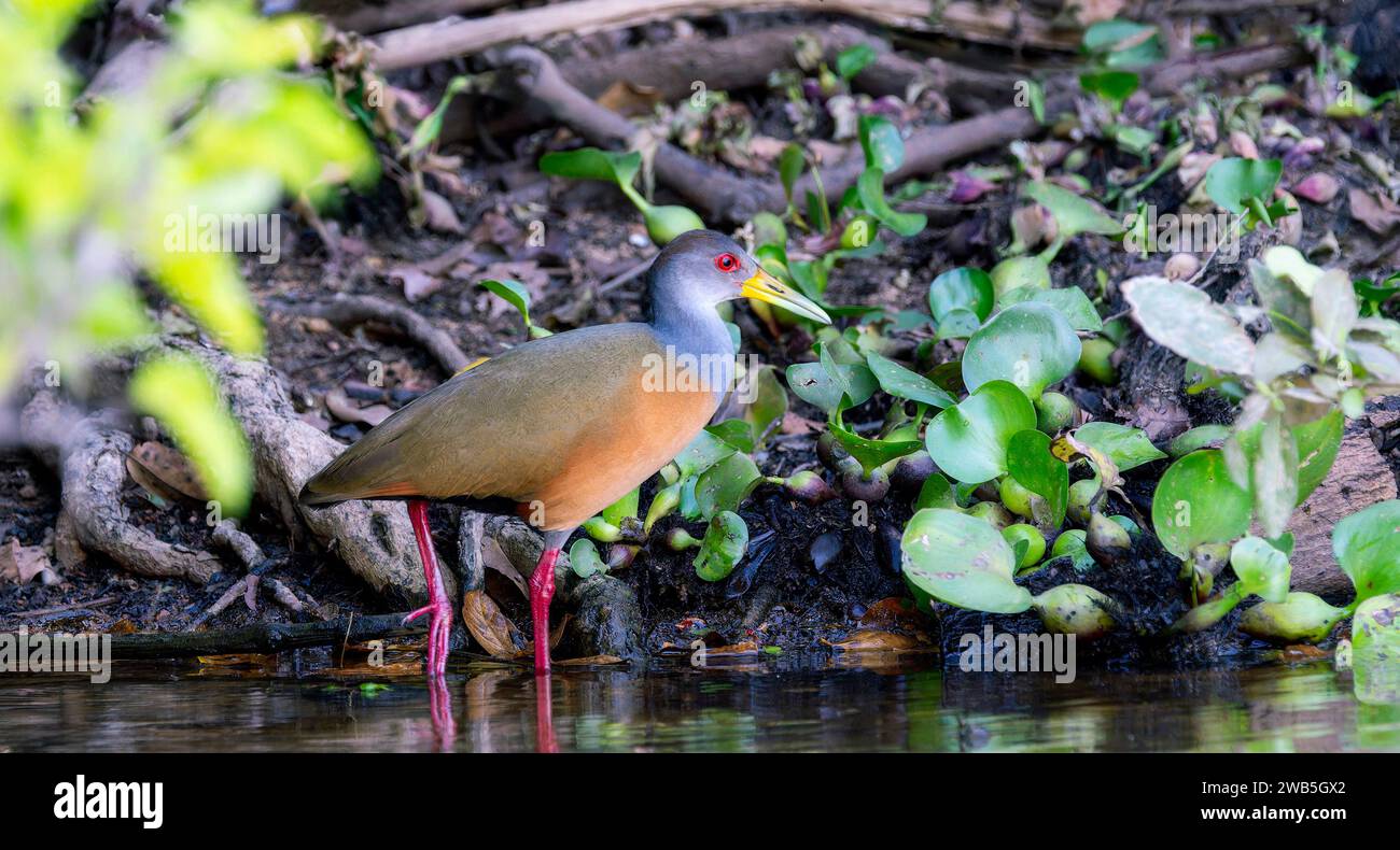 Gray-cowled Wood-Rail (Aramides cajaneus) in Brazil Stock Photo - Alamy