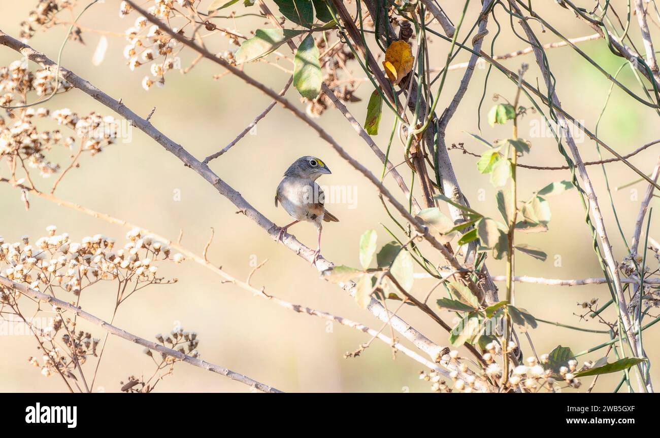 Grassland Sparrow (Ammodramus humeralis) in Brazil Stock Photo - Alamy