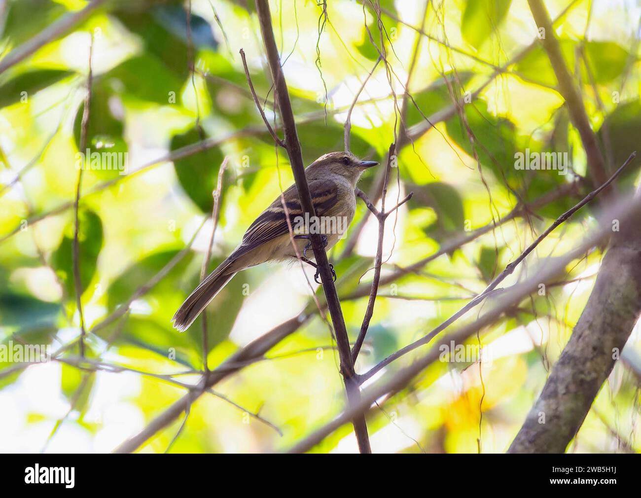 Fuscous Flycatcher (Cnemotriccus fuscatus) in Brazil Stock Photo - Alamy