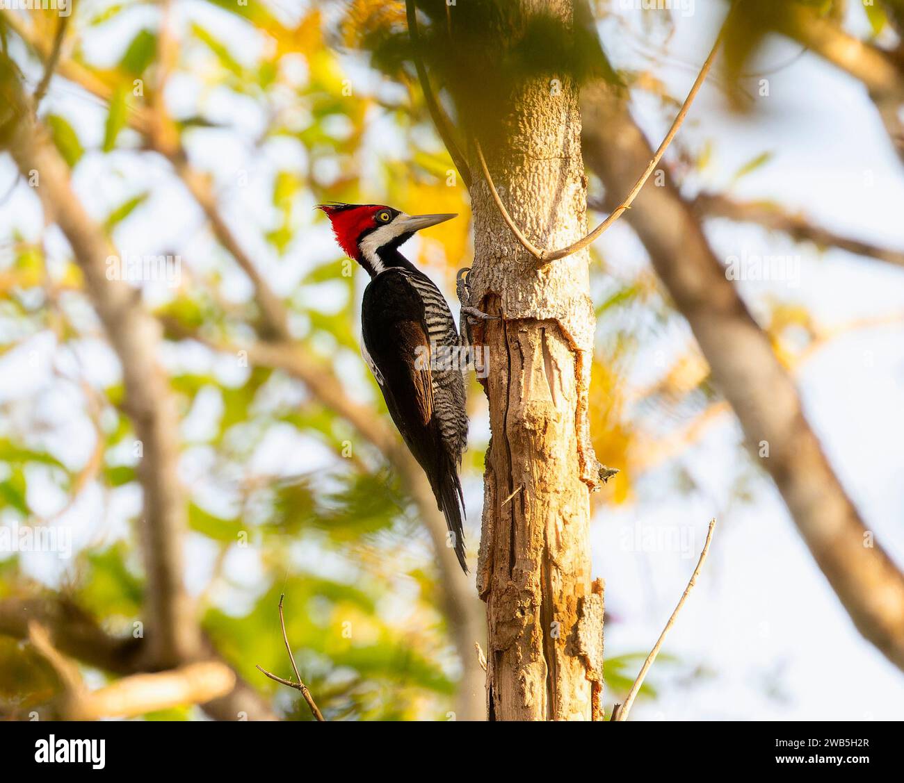 Crimson-crested Woodpecker (Campephilus melanoleucos) in Brazil Stock ...