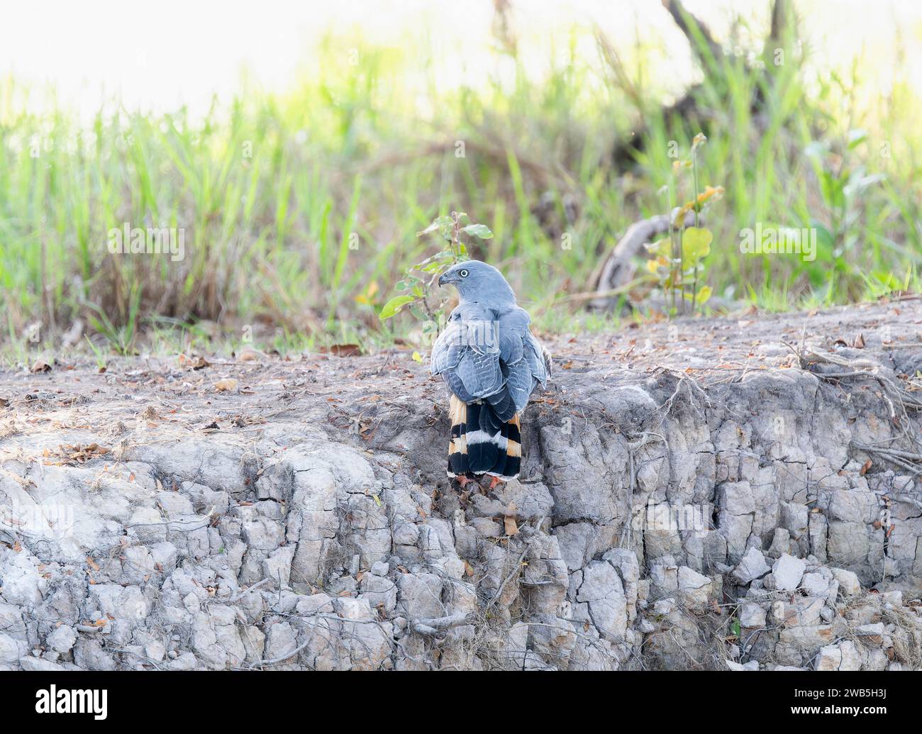 Crane hawk geranospiza caerulescens hi-res stock photography and images ...