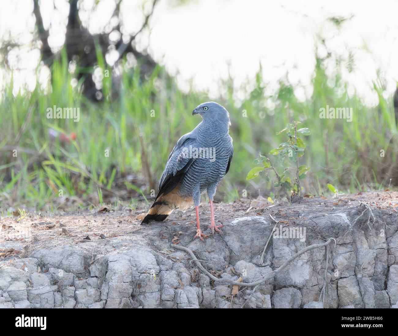 Crane Hawk (Geranospiza caerulescens) in Brazil Stock Photo - Alamy
