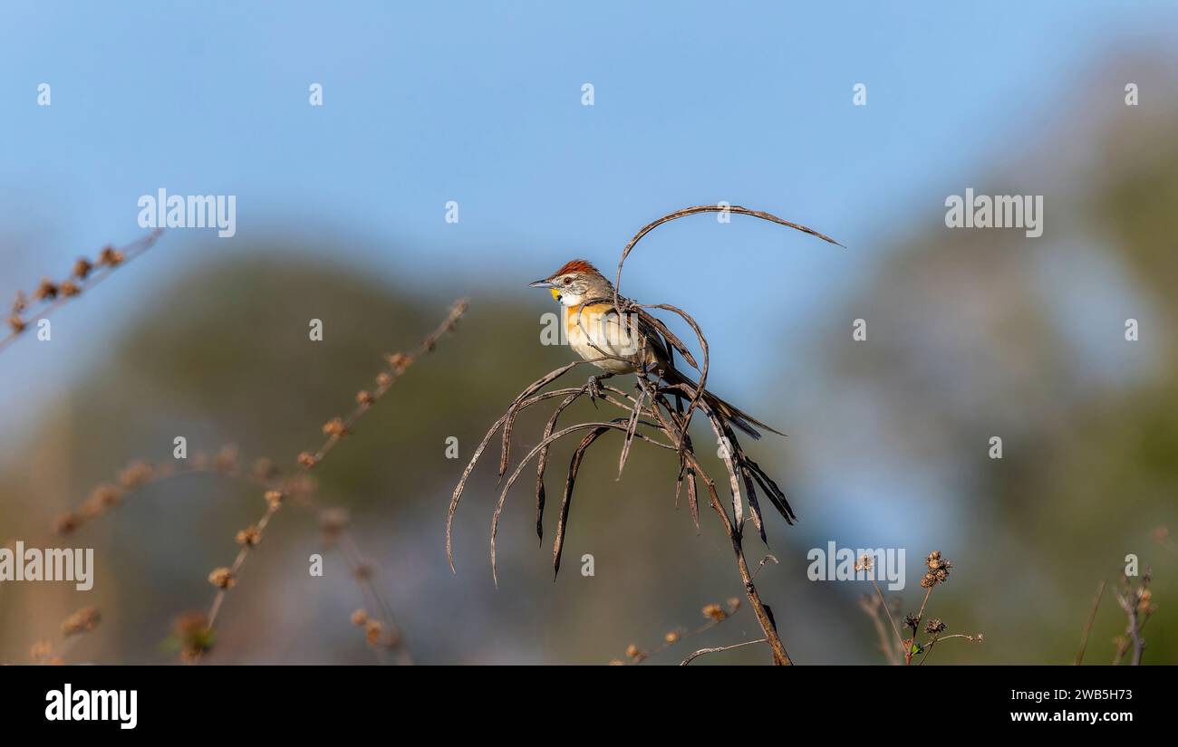 Chotoy spinetail hi-res stock photography and images - Alamy