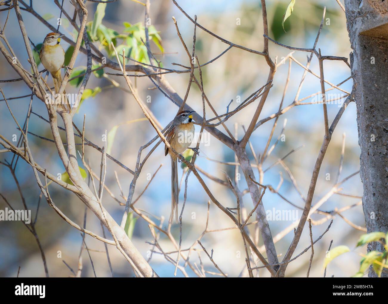 Chotoy spinetail hi-res stock photography and images - Alamy