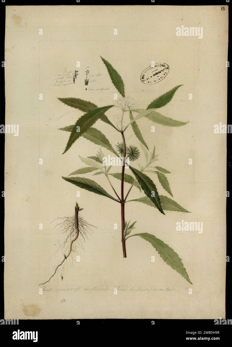 Hyptis hi-res stock photography and images - Alamy