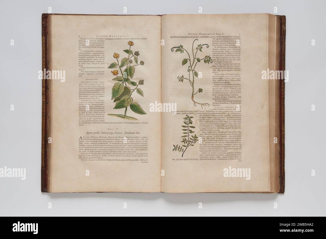 Ilustracoes hi-res stock photography and images - Alamy