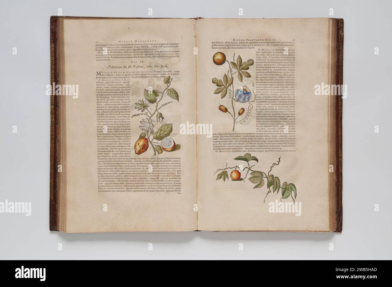 Ilustracoes hi-res stock photography and images - Alamy