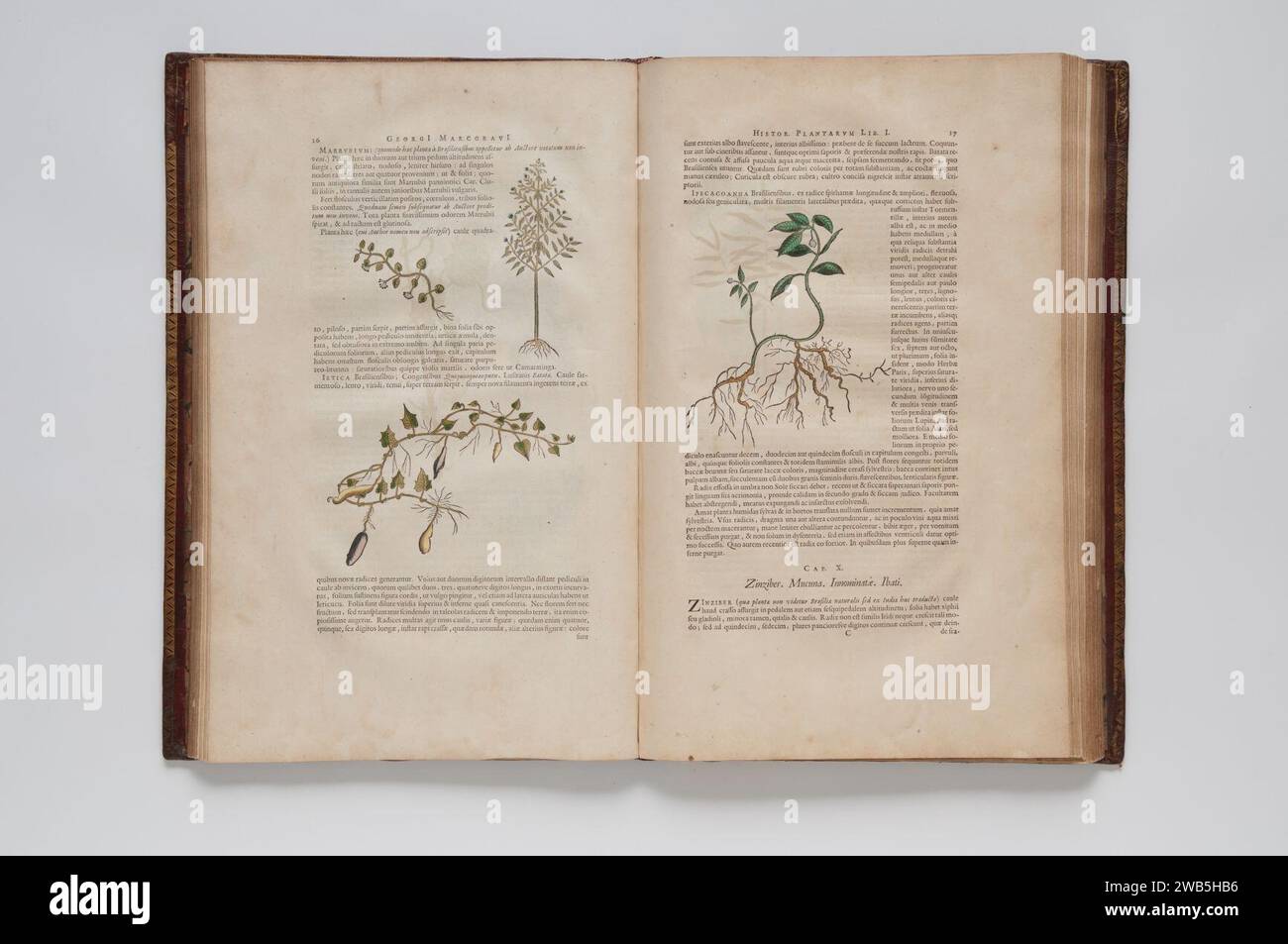 Ilustracoes hi-res stock photography and images - Alamy