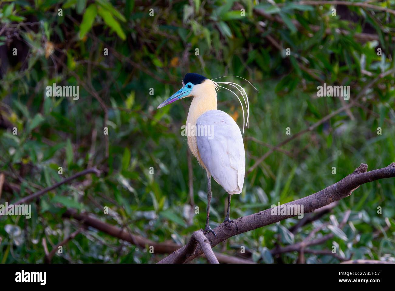Capped Heron (Pilherodius pileatus) in Brazil Stock Photo - Alamy