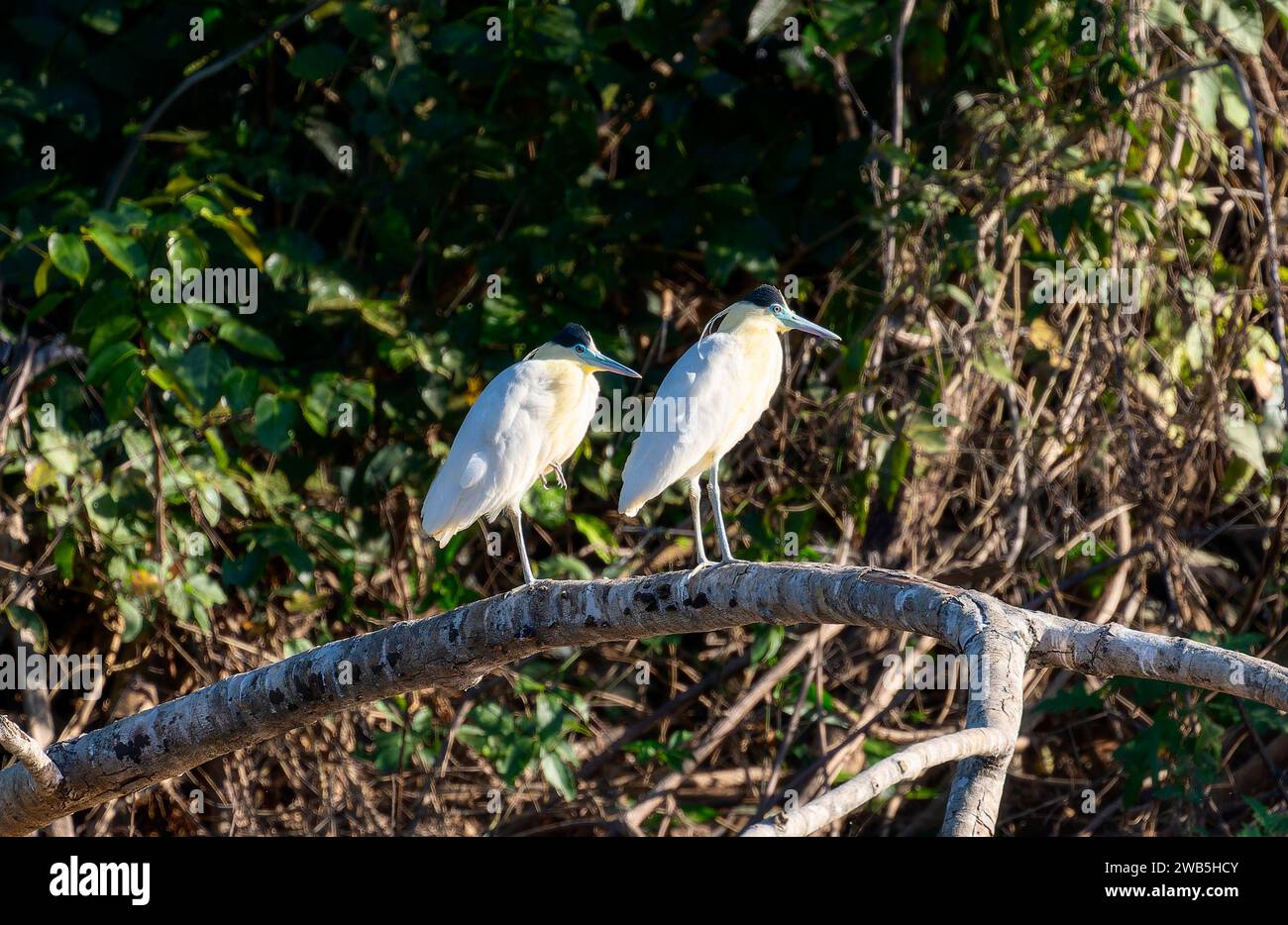 Capped Heron (Pilherodius pileatus) in Brazil Stock Photo - Alamy