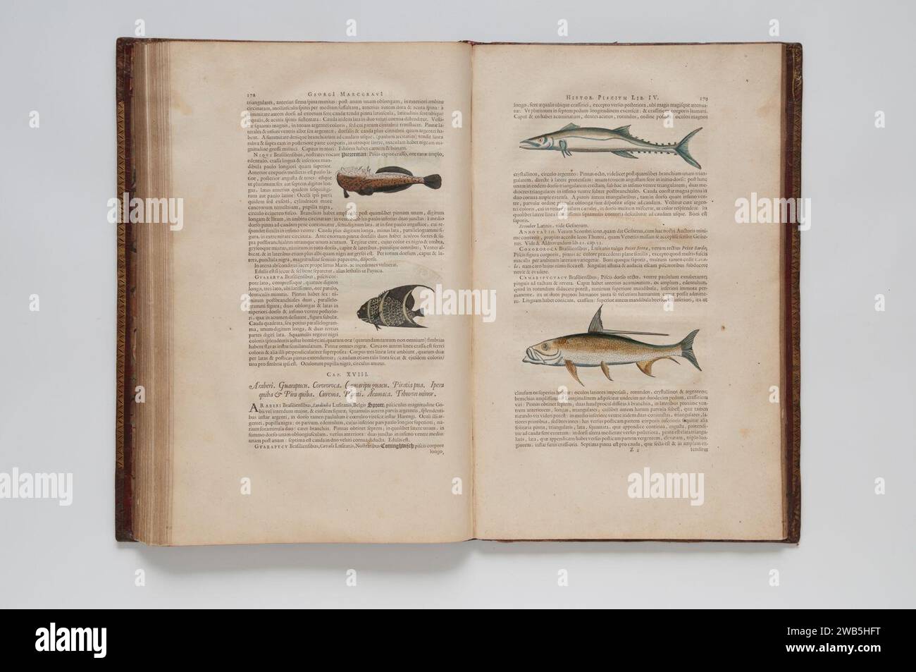 Ilustracoes hi-res stock photography and images - Alamy