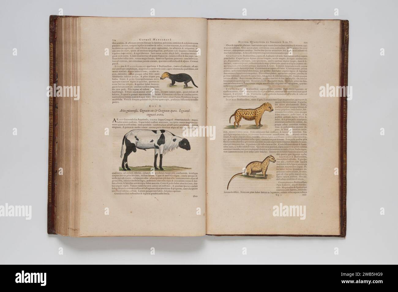 Ilustracoes hi-res stock photography and images - Alamy