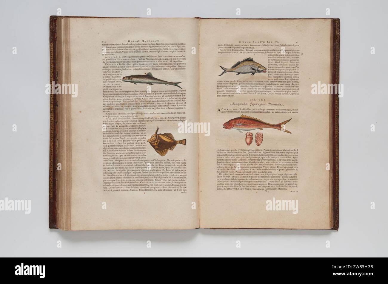 Ilustracoes hi-res stock photography and images - Alamy