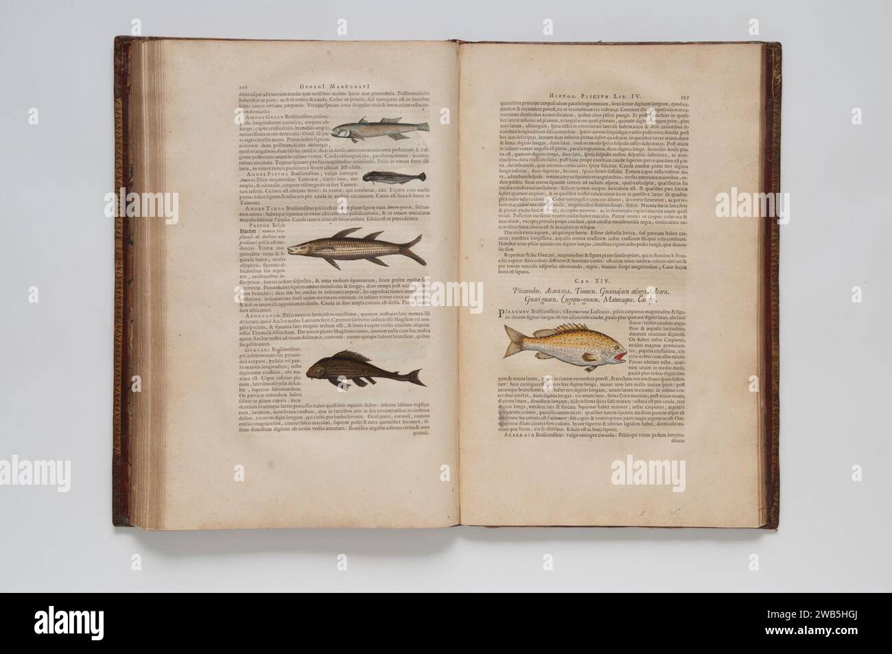 Ilustracoes hi-res stock photography and images - Alamy