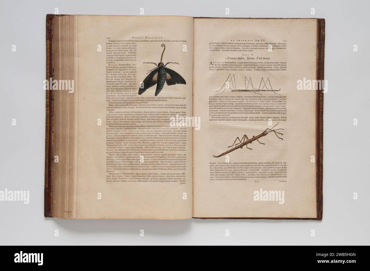 Ilustracoes hi-res stock photography and images - Alamy