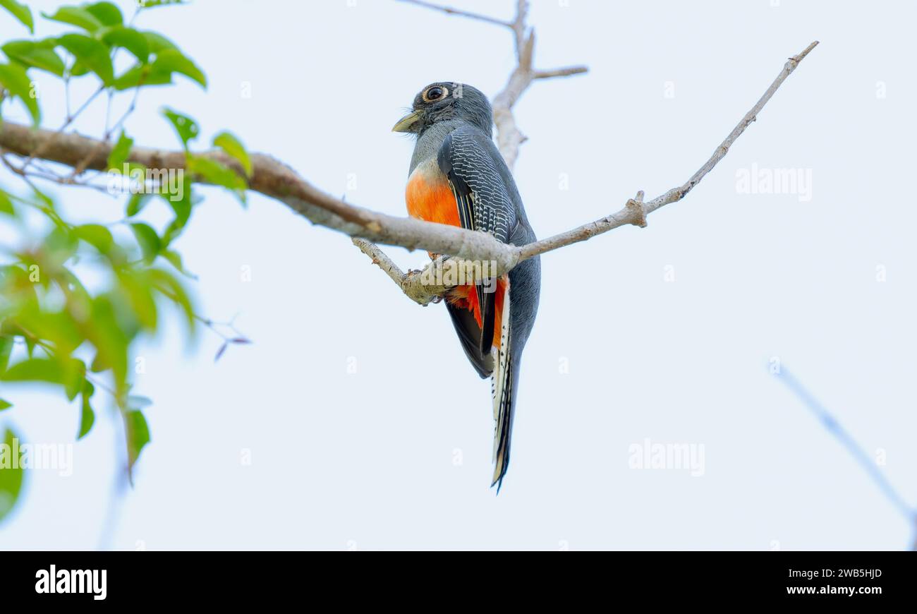 Blue-crowned Trogon (Trogon curucui) in Brazil Stock Photo - Alamy