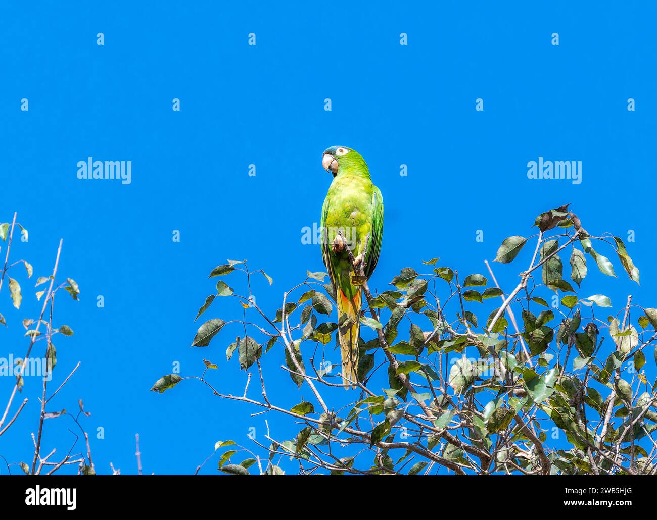 Blue-crowned Parakeet (Thectocercus acuticaudatus) in Brazil Stock ...