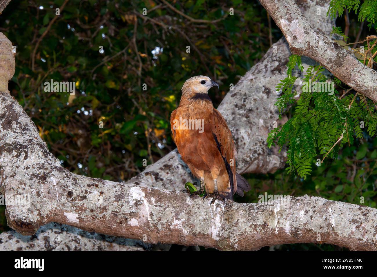 Black-Collared Hawk (Busarellus nigricollis) in Brazil Stock Photo - Alamy