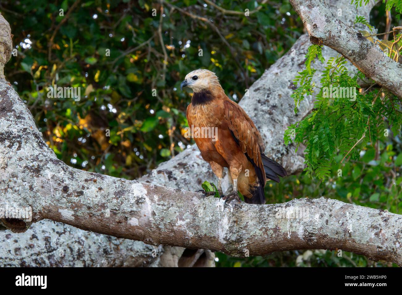 Black-Collared Hawk (Busarellus nigricollis) in Brazil Stock Photo - Alamy