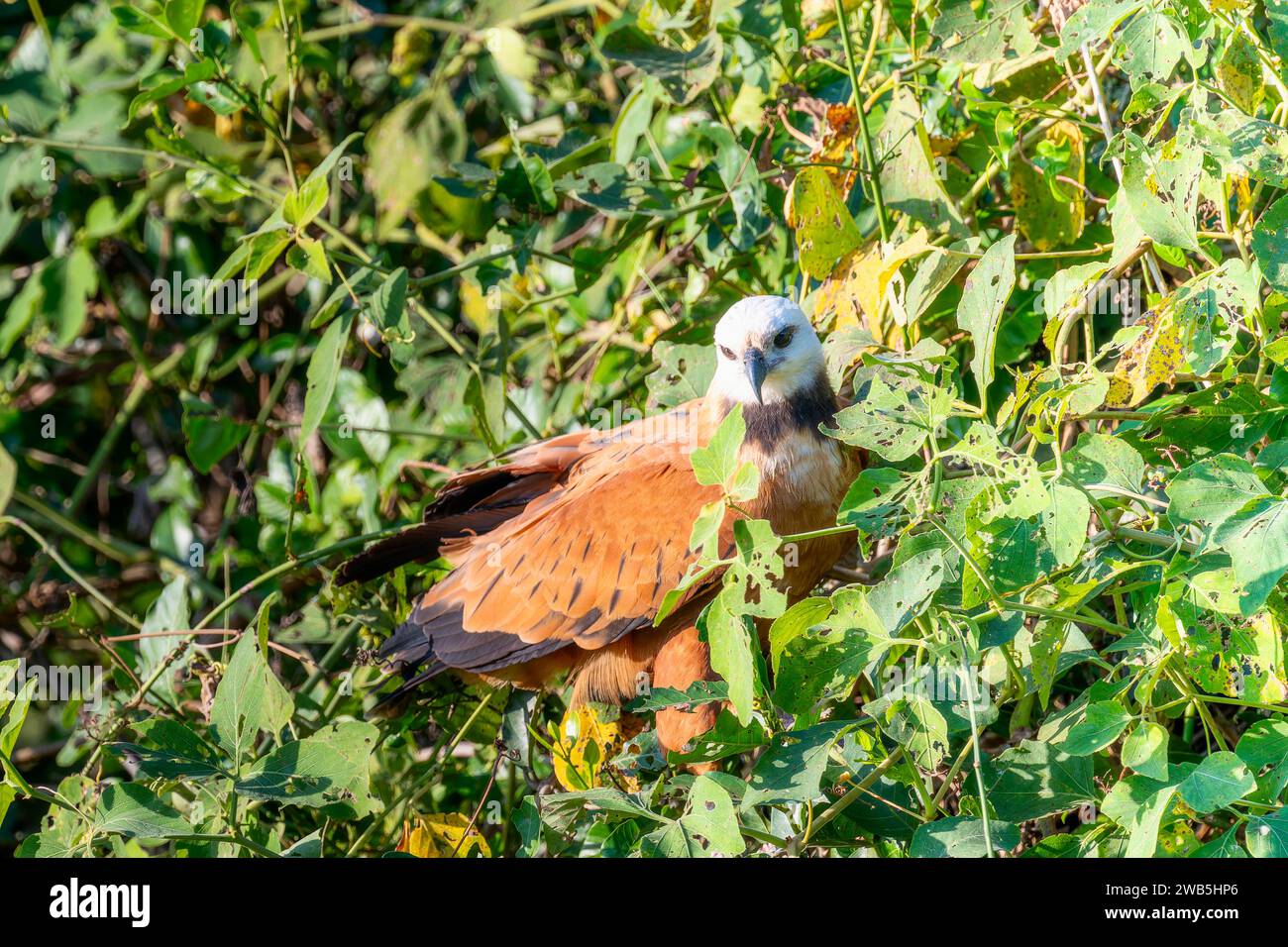 Black-Collared Hawk (Busarellus nigricollis) in Brazil Stock Photo - Alamy