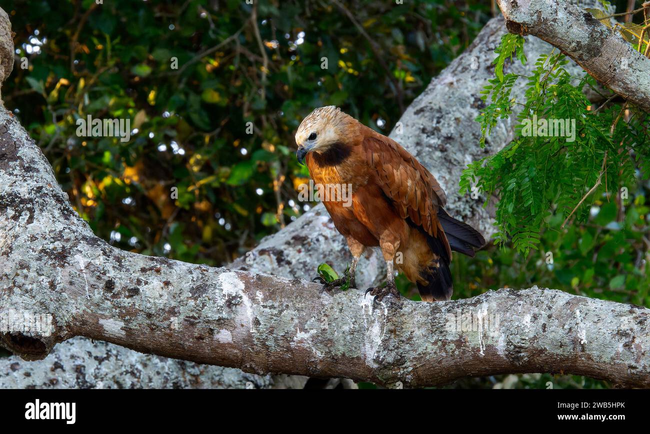 Black-Collared Hawk (Busarellus nigricollis) in Brazil Stock Photo - Alamy