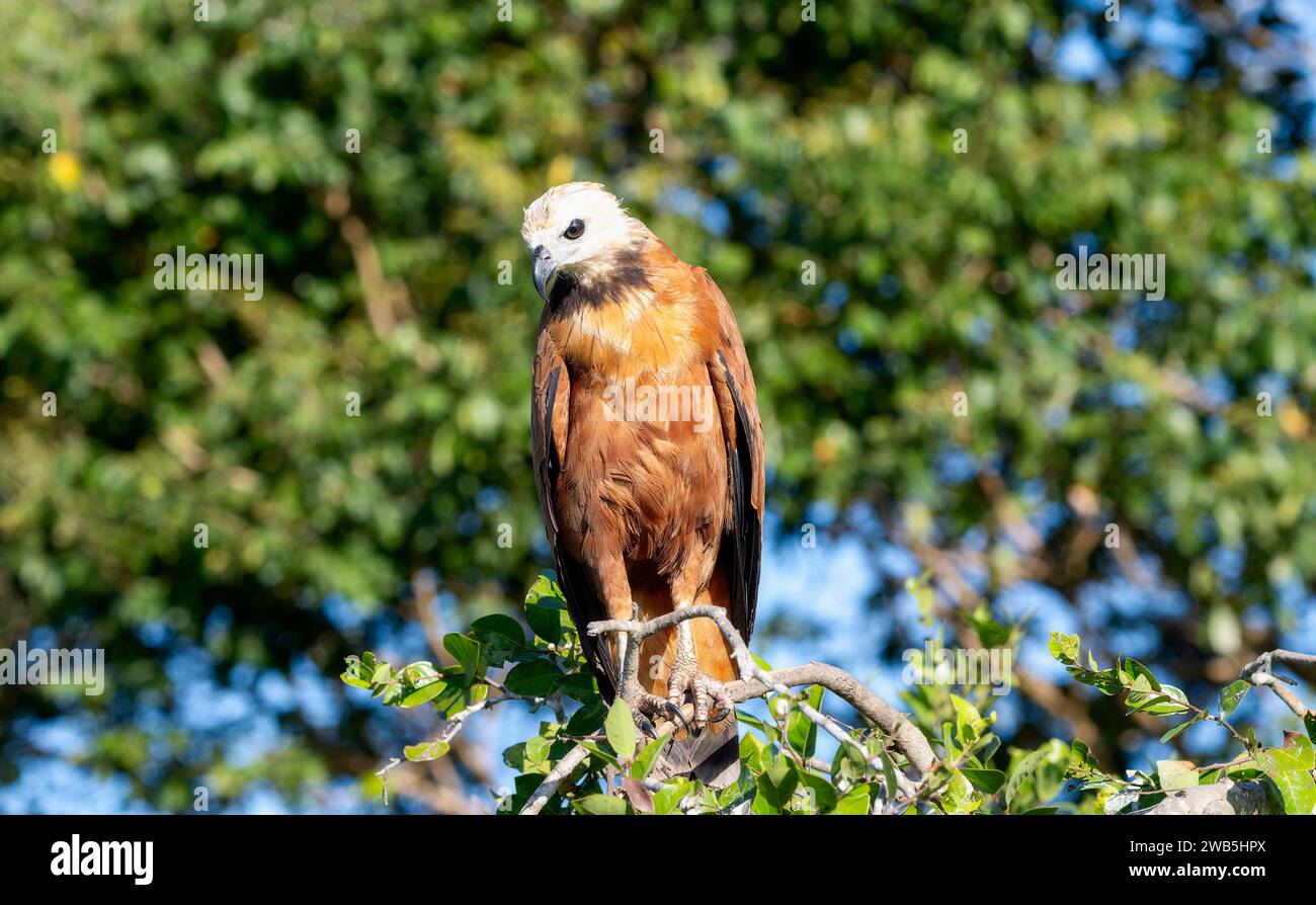 Black-Collared Hawk (Busarellus nigricollis) in Brazil Stock Photo - Alamy