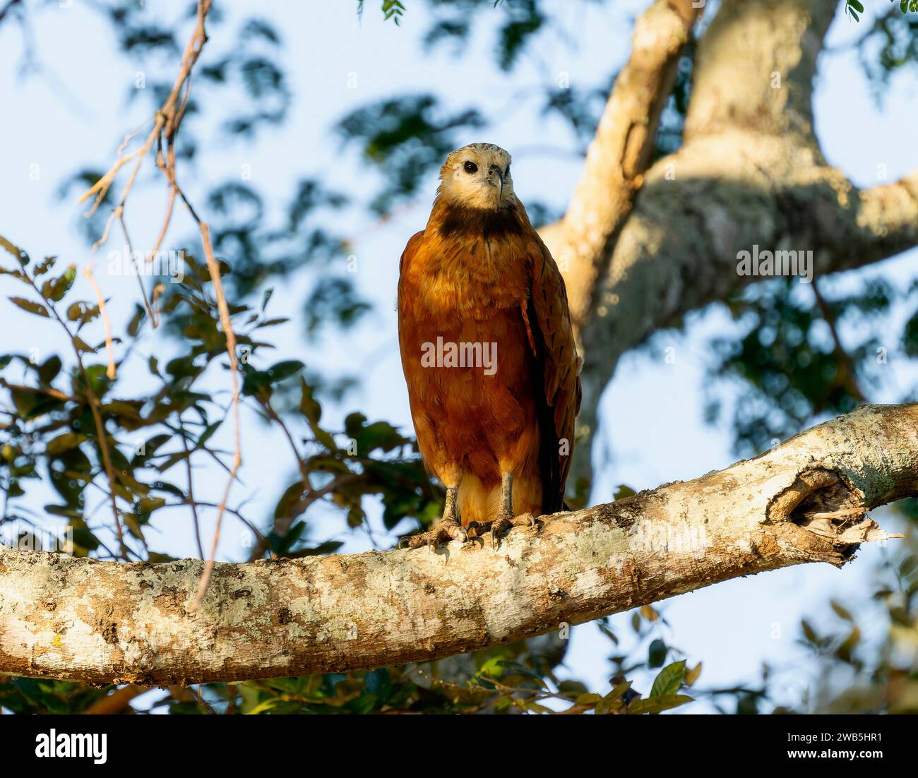 Black-Collared Hawk (Busarellus nigricollis) in Brazil Stock Photo - Alamy