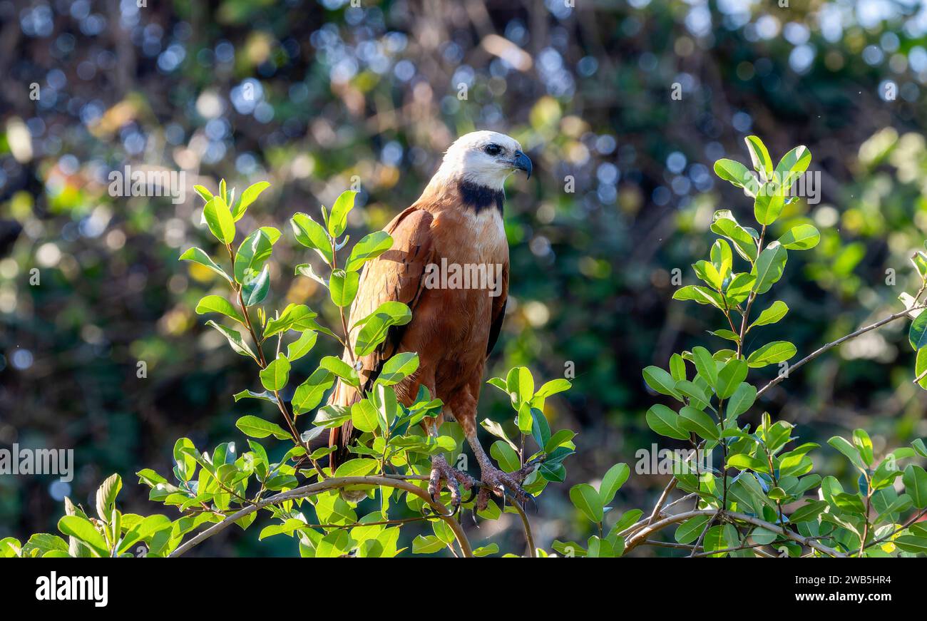 Black-Collared Hawk (Busarellus nigricollis) in Brazil Stock Photo - Alamy