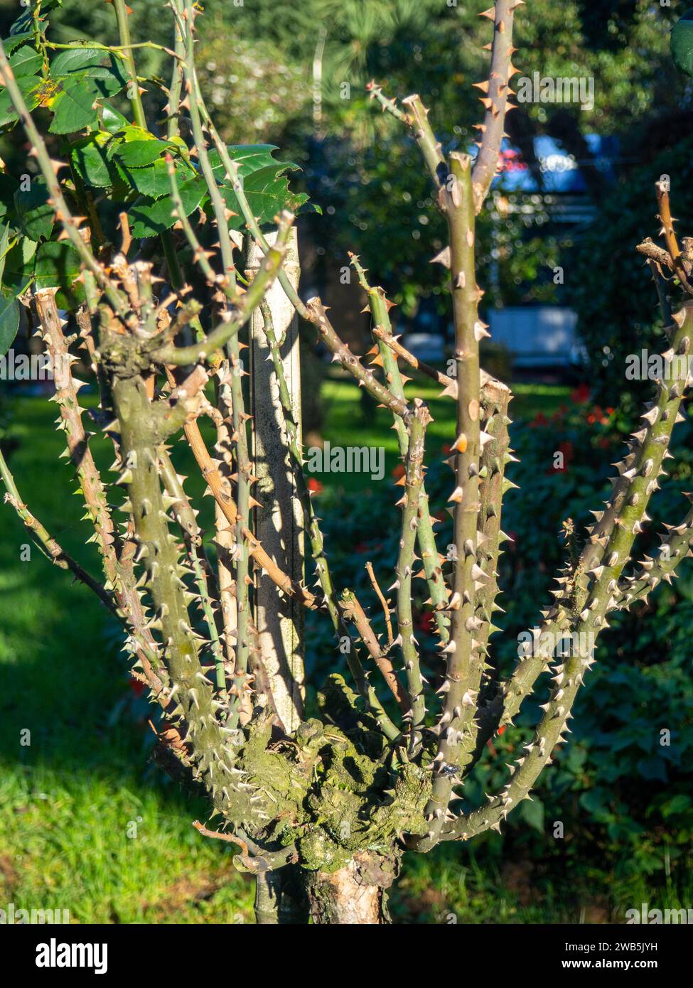 Thorns on the stems of bushes. Trimmed rose bush. Prickly plant. No ...
