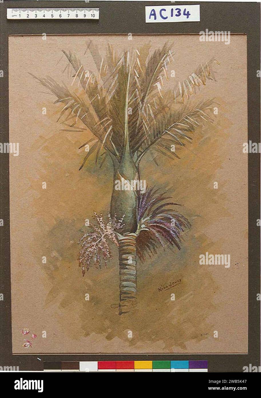 Nikau palm vintage hi-res stock photography and images - Alamy