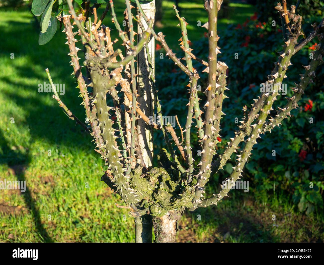 Rose stems with thorns hi-res stock photography and images - Alamy