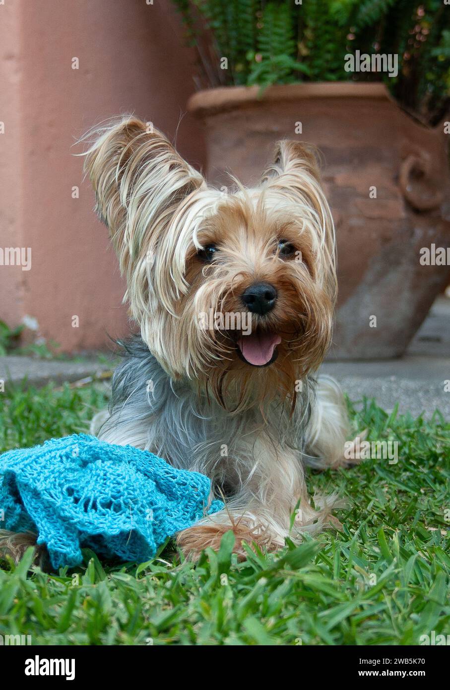 Cute pet Yorky , looking at the camera, smiling and playing with his ...
